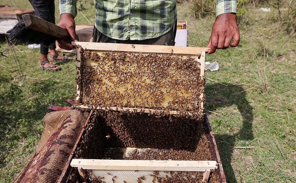 World Bee Day 2026: Why Saving Pollinators Is Vital for Nature and Food ...