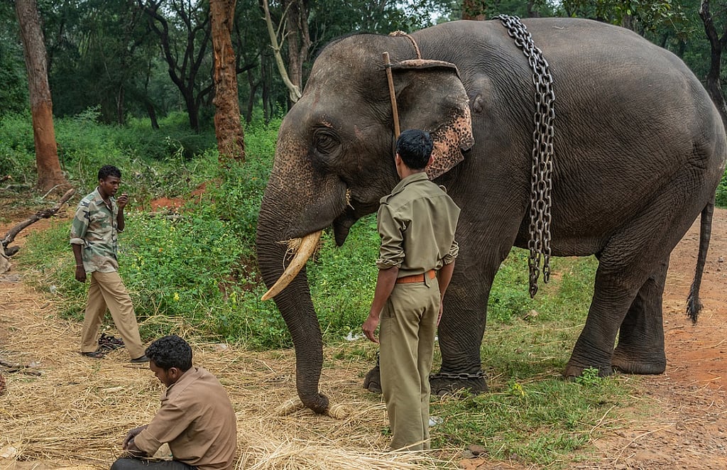 Dubare Elephant Camp Tragedy: How Captive Tourism and Wild Elephant ...