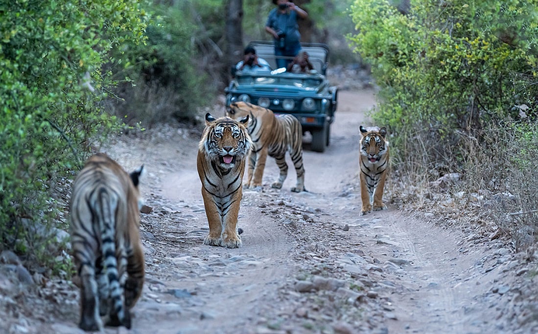 Wildlife Tourism Under Fire: Rethinking the Safari Gaze, Local Protests ...