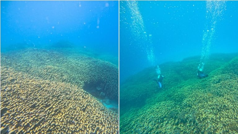 Lakshadweep’s ‘Potato Patch’ Coral May Be One of the World’s Largest ...