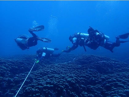 Lakshadweep’s ‘Potato Patch’ Coral May Be One of the World’s Largest ...