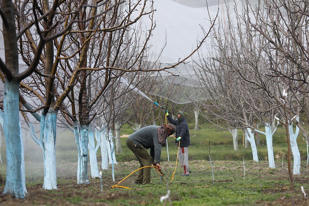 Highly Hazardous Pesticides in Himachal Pradesh: Why Apple Belt Farming ...