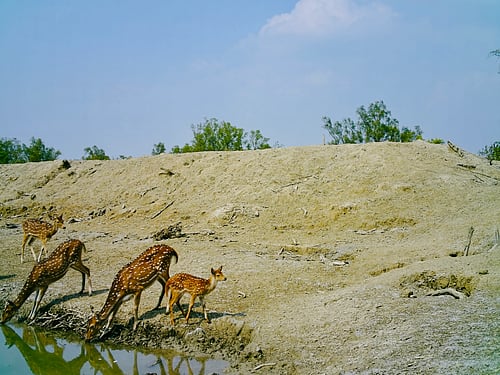 Bangladesh Weighs Tiger Translocation from Climate‑Threatened ...