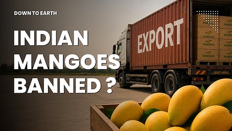Why are Indian mangoes being rejected?