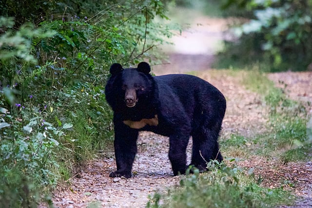 Kashmir’s Rising Human–Bear Conflict: Orchard Expansion, Shrinking ...