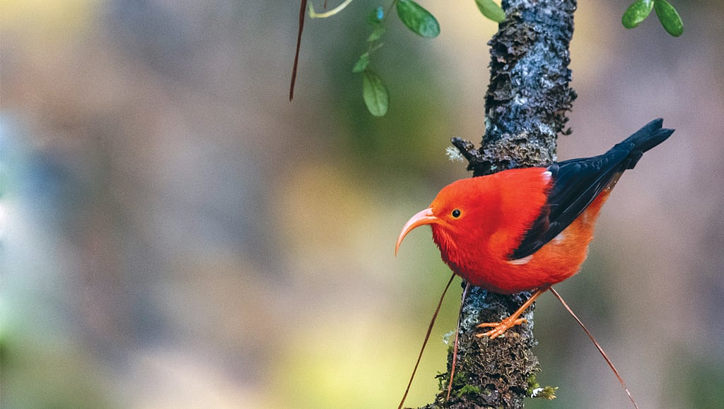 Avian Malaria Threatens Forest Birds in Hawai‘i and India’s Shola Sky ...