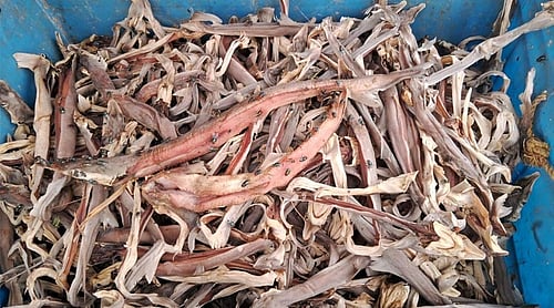 India’s illegal shark fin trade pushes scientists towards new strategy