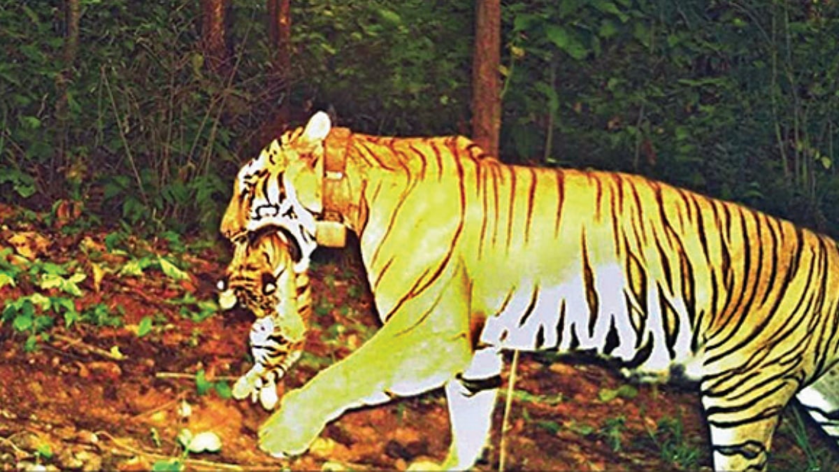 জঙ্গলমহল চষা জ়িনাতের ৪ শাবক সিমলিপালে!