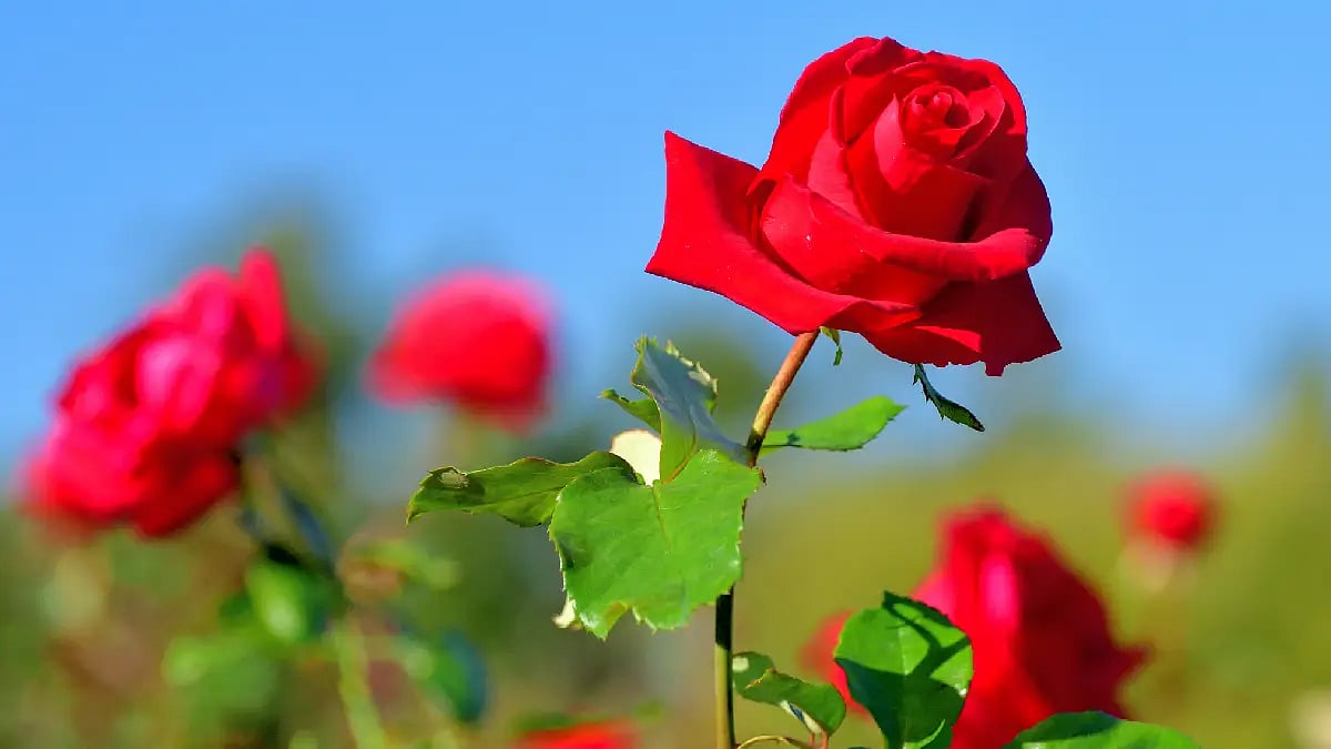 Summer Rose Care Tips: গরমেও গোলাপ গাছে ভরপুর ফুল ফোটাতে জেনে নিন সঠিক ...