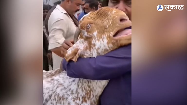 ईदच्या दिवशीच मालकाच्या मिठीत बकरा ढसाढसा रडला; व्हिडीओ व्हायरल | Viral ...
