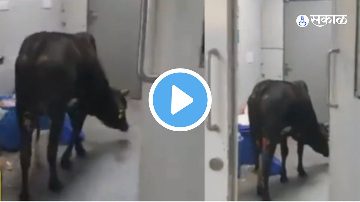 Video Viral : सरकारी दवाखान्याचा पराक्रम! थेट ICU वॉर्डमध्ये घुसली गाय