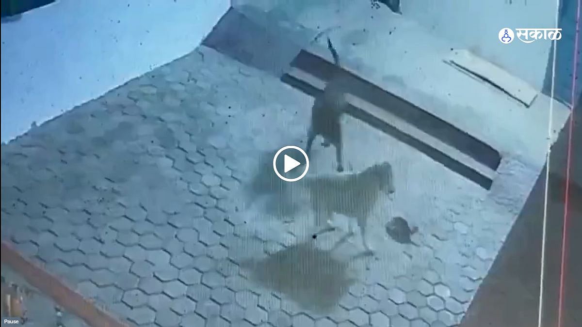Viral Video: घरात घुसलेल्या किंग कोब्राशी दोन पाळीव श्वानांची थरारक ...