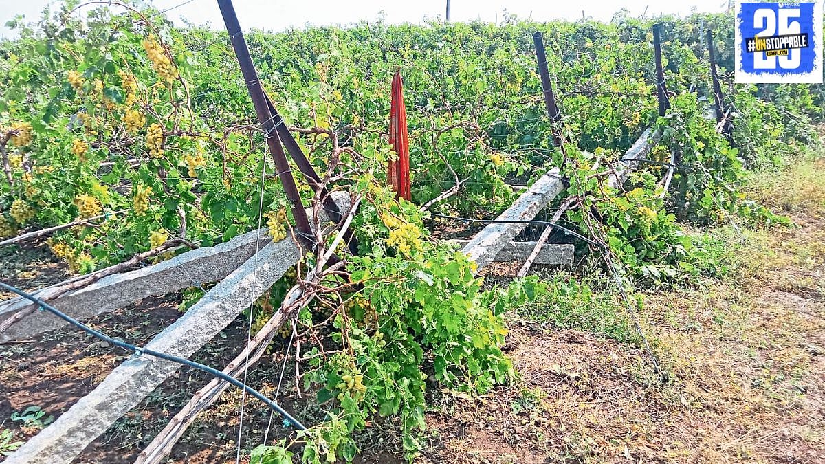 Hail damage : जत तालुक्यात गारपिटीने दोन कोटी रुपयांचे नुकसान; तातडीने ...