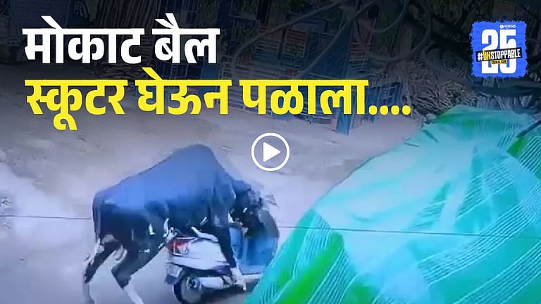 मोकाट बैलाने चक्क स्कूटी पळवली! चारही काम सोडा अन् हा व्हिडिओ पाहा ...