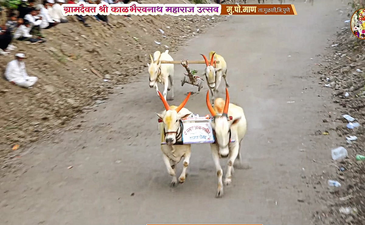 नाद एकच ! फक्त बैलगाडा शर्यत...
