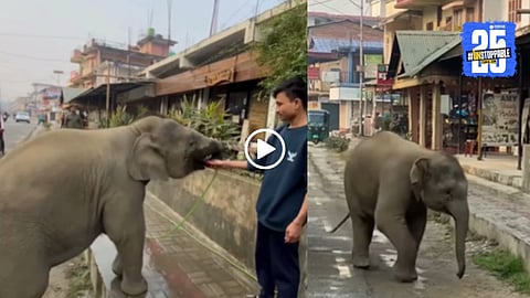 Viral Video: बोलू शकले नाही... पण सोंड उंचावून 'धन्यवाद' म्हणाली आई ...