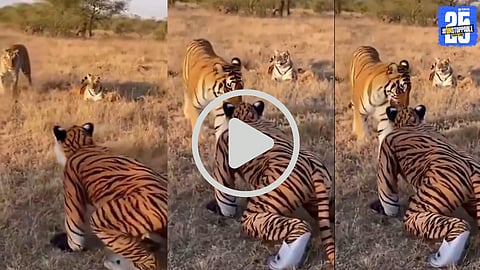 Fake Tiger and Real Tiger Viral Video : खतरनाक!!! वाघाचं कातडं पांघरून ...