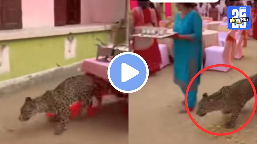 VIDEO LEOPARD ENTERED IN WEDDING TRIED TO ATTACK PEOPLE|Leopard Video ...