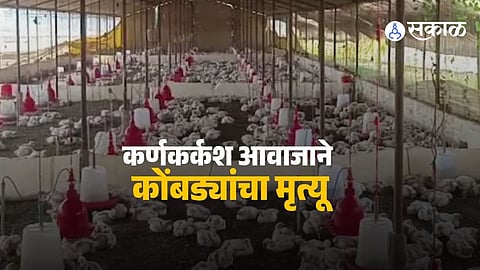 Loud DJ Noise Affected Chickens : लग्नाच्या वरातीतील डीजेचा दणदणाट ठरला ...