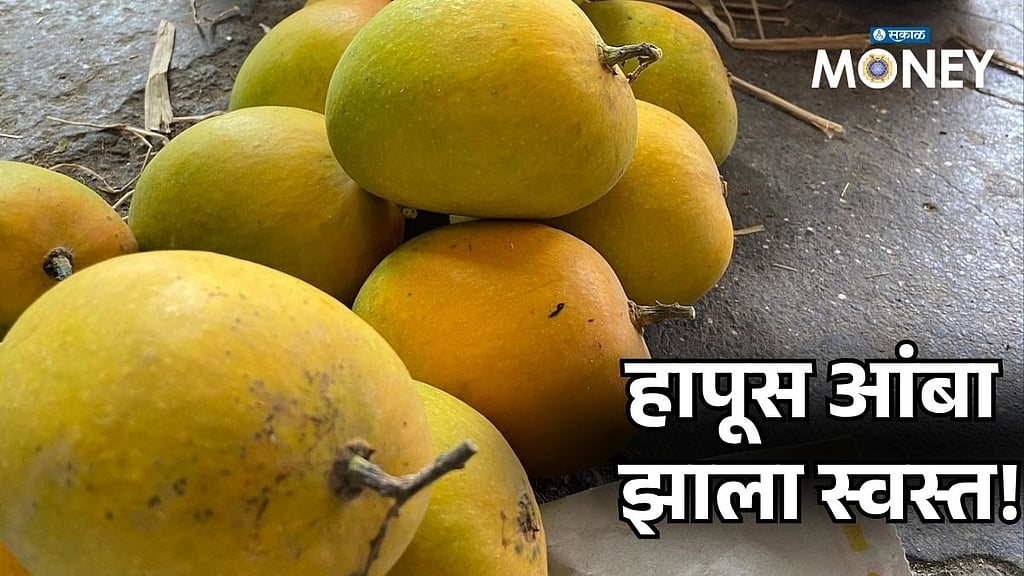 Hapus Mango Price: हापूस आंबा झाला स्वस्त! 1 डझन पेटीचा भाव तब्बल 800 ...