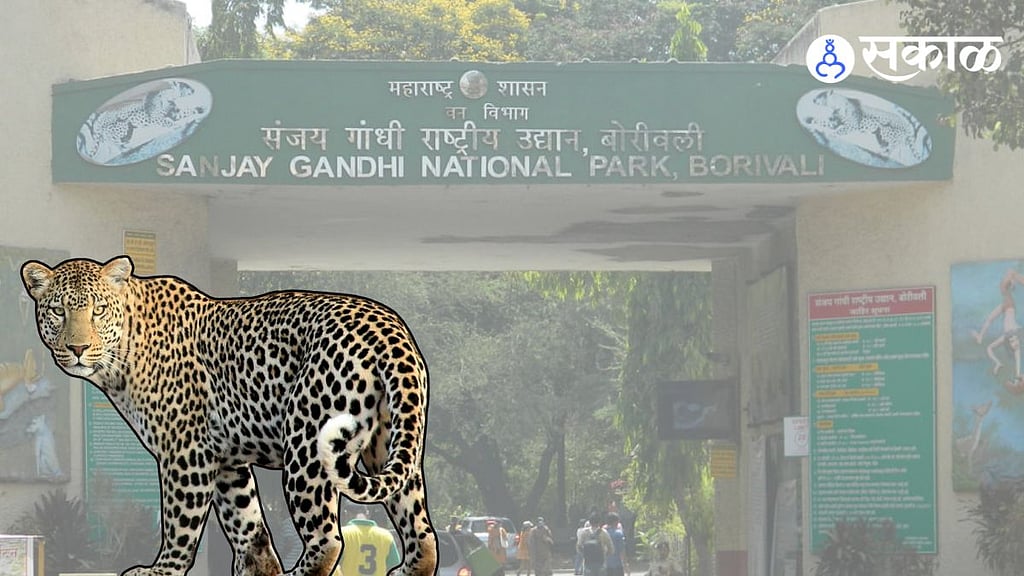 Mumbai National Park Surya Leopard Death Controversy | 'सूर्या' नामक ...