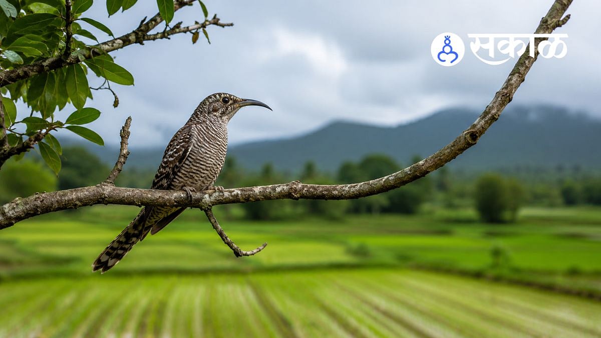 Pavsha Bird Calls Echo Across Konkan as Farmers Prepare for the ...