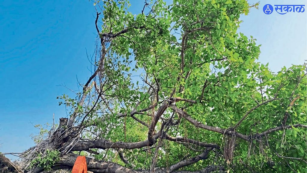 Beed: म्हणून कोसळतो वटवृक्ष; मुख्य खोडावर वजनाचा ताण अन् बिघडतो समतोल