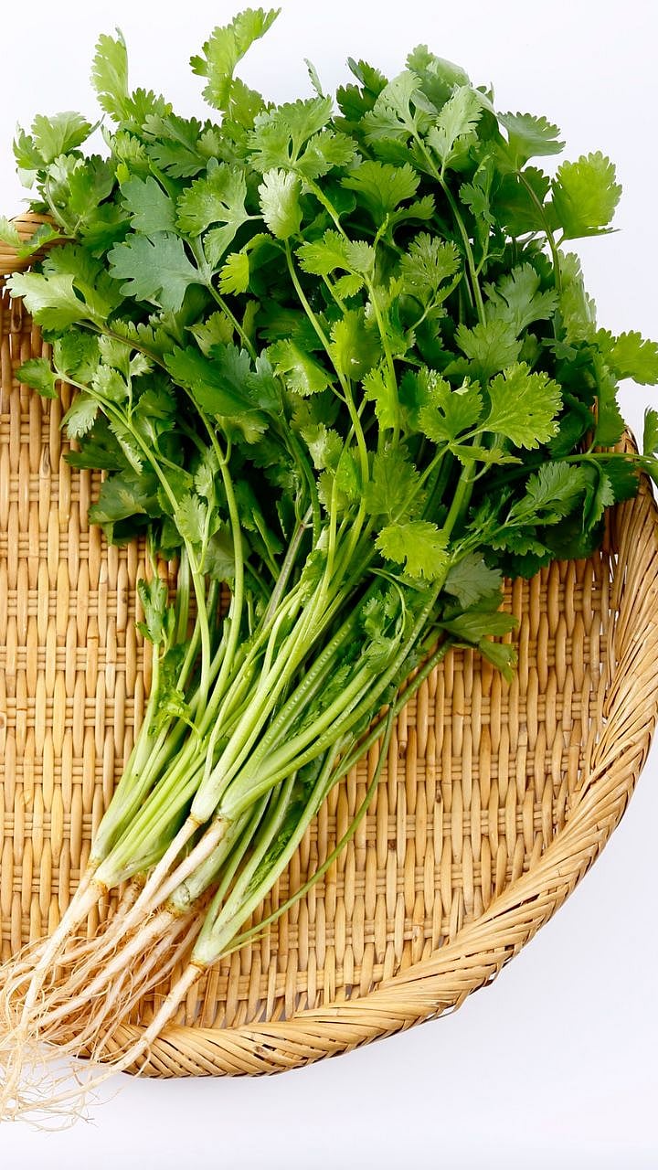 जेवणात कोथिंबीर घालण्याआधी 'हे' नक्की वाचा!|Coriander Tips| Coriander ...