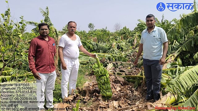 Marathwada Farmers वादळी पावसाने केळी-डाळिंब-मोसंबी बागांचे मोठे नुकसान ...