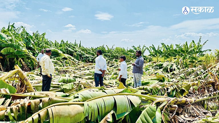 Solapur Banana पंढरपूर तालुक्यात वादळी वाऱ्याने ९०० एकर केळी बागा ...