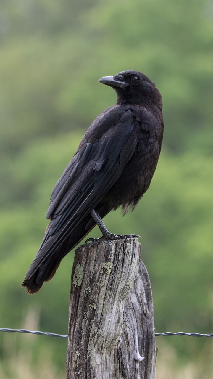 How Crow Teaches Patience and Smart Decision Making नैराश्यावर मात करून ...
