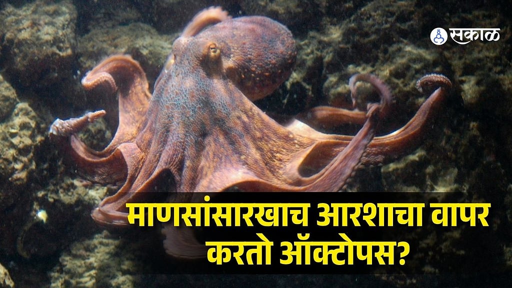 ऑक्टोपस आरशाचा वापर कशासाठी करतो? संशोधनातून धक्कादायक माहिती आली समोर ...