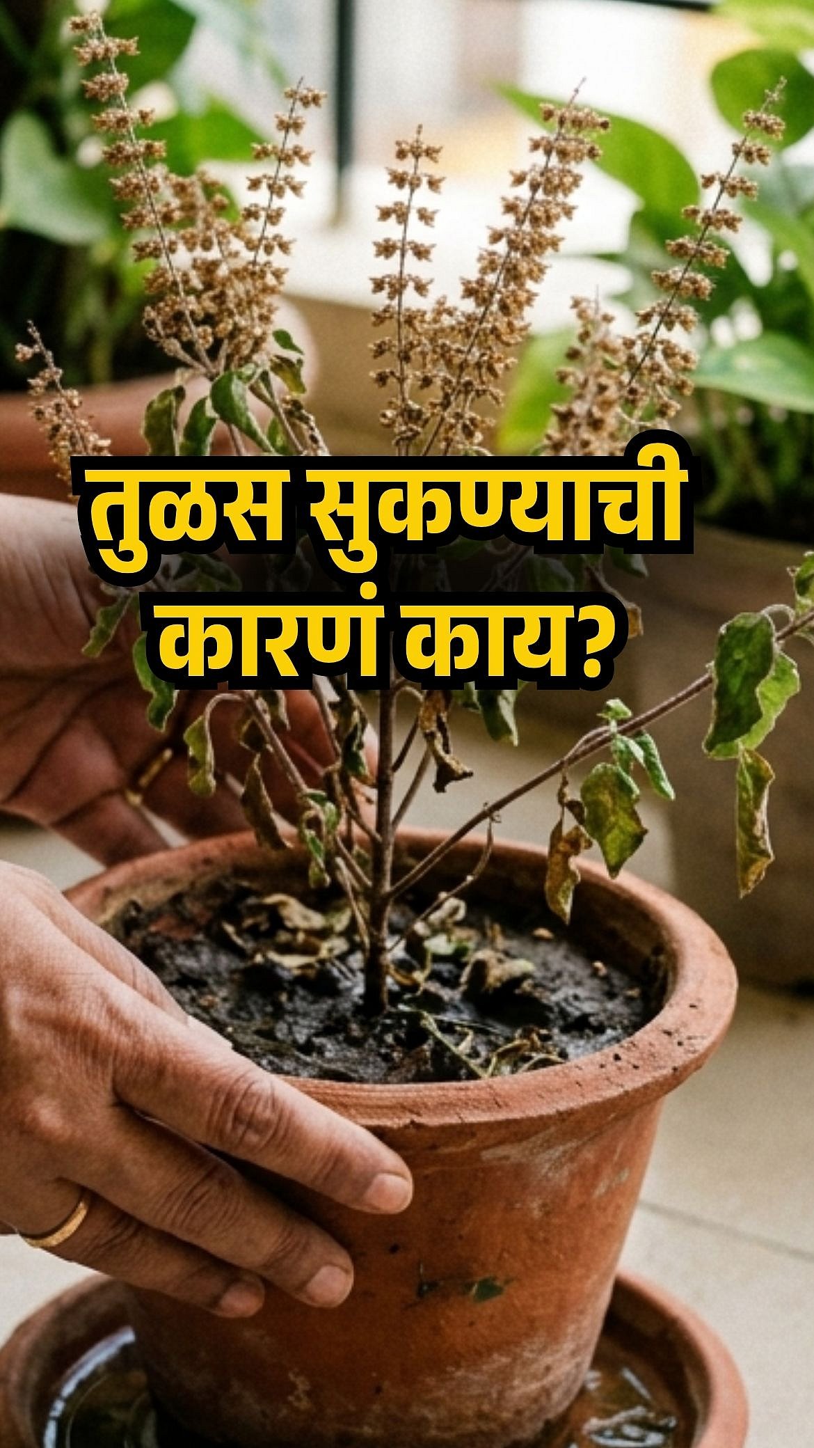Why Does Tulsi Plant Die? 5 Real Reasons And Care Tips | तुळस लवकर ...