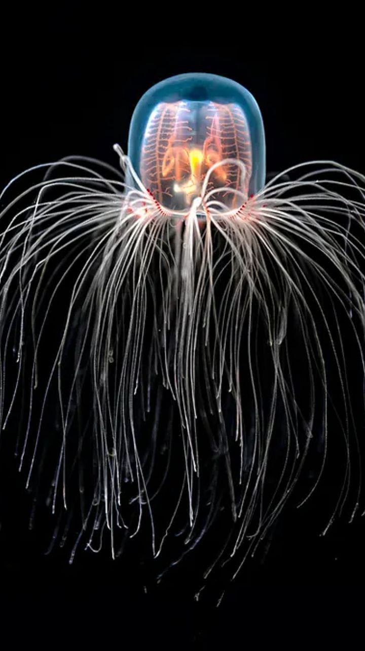 Why is Immortal jellyfish Turritopsis dohrnii called immortal creature ...
