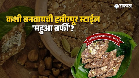 Mahua Barfi: हमीरपूरची पारंपरिक महुआ बर्फी घरच्या घरी बनवा सोपी रेसिपी ...
