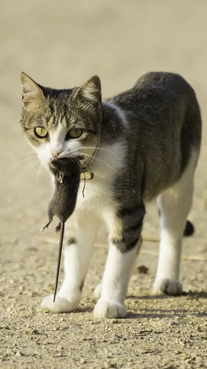 मांजर आणि उंदराची दुश्मनी का असते? कारण जाणून शॉक व्हाल|Why Cats and ...