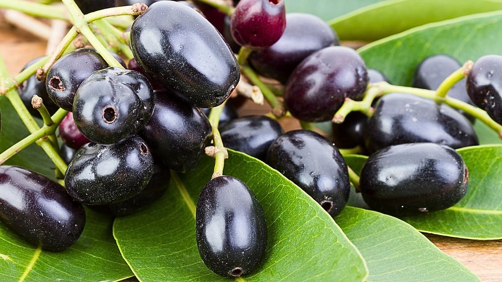 Why Are Jamun Trees Bearing More Fruits? Experts Answer जांभळाचे सडे ...