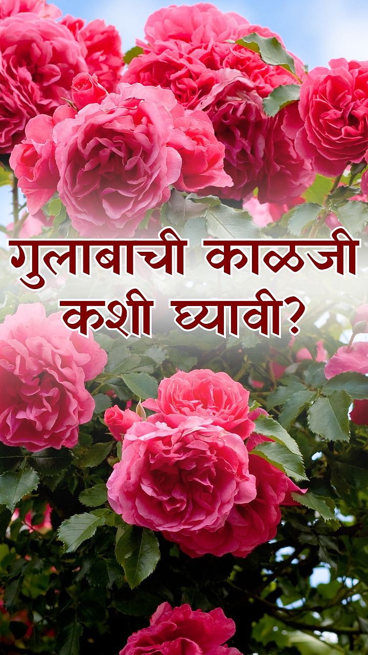 How to Get More Flowers on Rose Plant: 5 Easy Home Care Tips | गुलाबाला ...