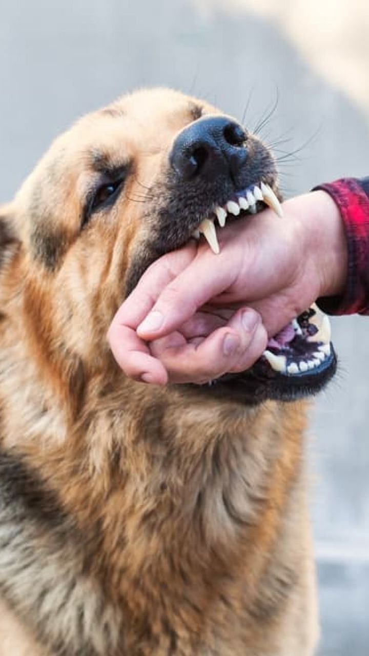 WHAT TO DO IF A STRAY DOG RUNS TOWARDS YOU| कुत्रा अंगावर येत असेल ...