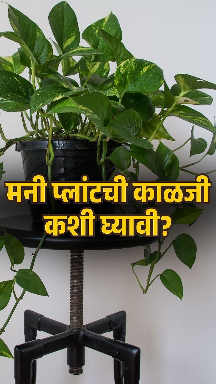 Money Plant Care Tips: How to grow green and bushy Money Plant at home ...