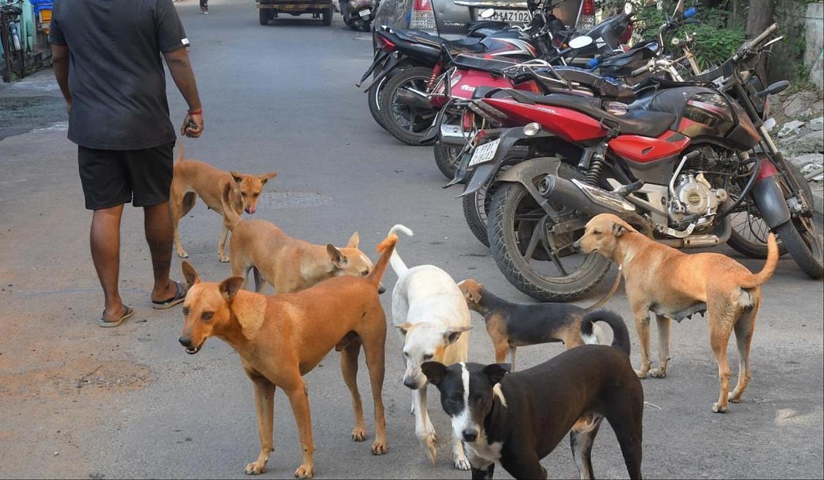 தெருநாய்கள் பிரச்சினைக்கு என்னதான் தீர்வு? - உச்ச நீதிமன்றத்தின் வழிகாட்டல்