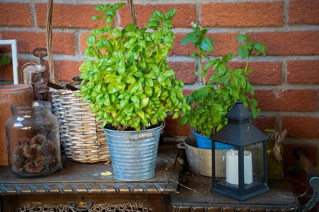 Avoid these common mistakes while placing Tulsi plants as per Vastu