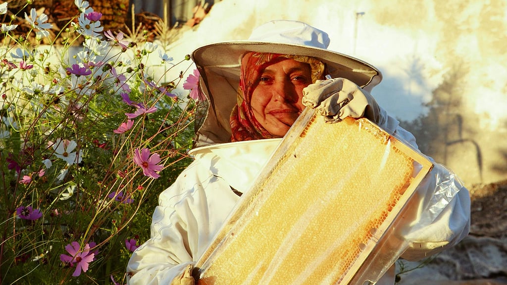 World Bee Day 2026: 5 places for apiary tourism across the globe