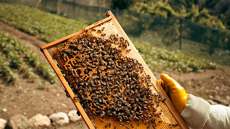 World Bee Day 2026: 5 places for apiary tourism across the globe
