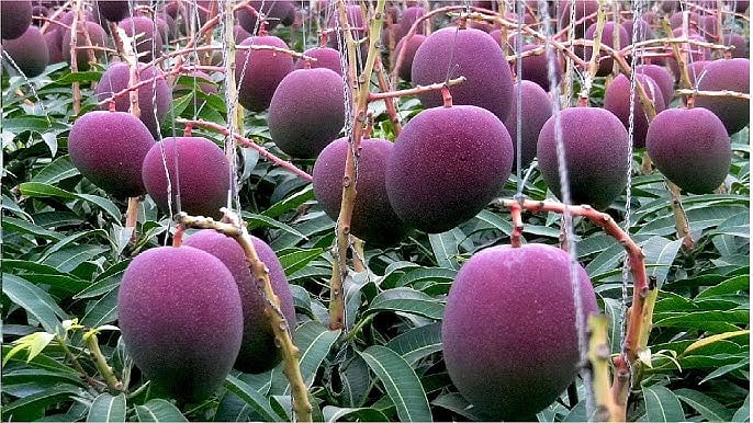 ₹3 Lakh Miyazaki Mango | World’s Most Expensive Fruit