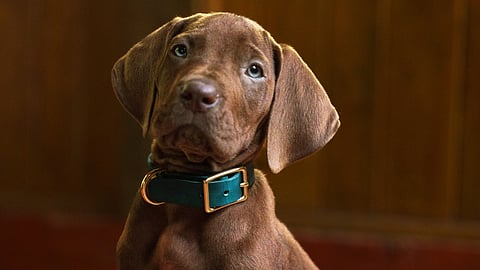 First Look: Netflix's live-action Scooby-Doo series
