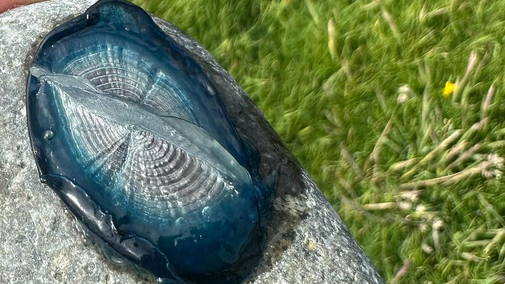 Blue Sea Creatures Wash Ashore in Wales, Stunning Beachgoers
