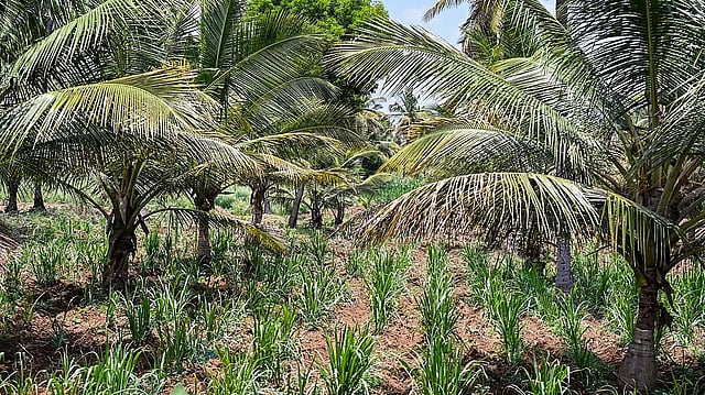 Bidadi Township Project: ಪ್ರತಿಭಟನೆ ನಡುವೆ ಬಿಡದಿ ಟೌನ್‌ಶಿಪ್ ಯೋಜನೆಗೆ ಅಂತಿಮ ...