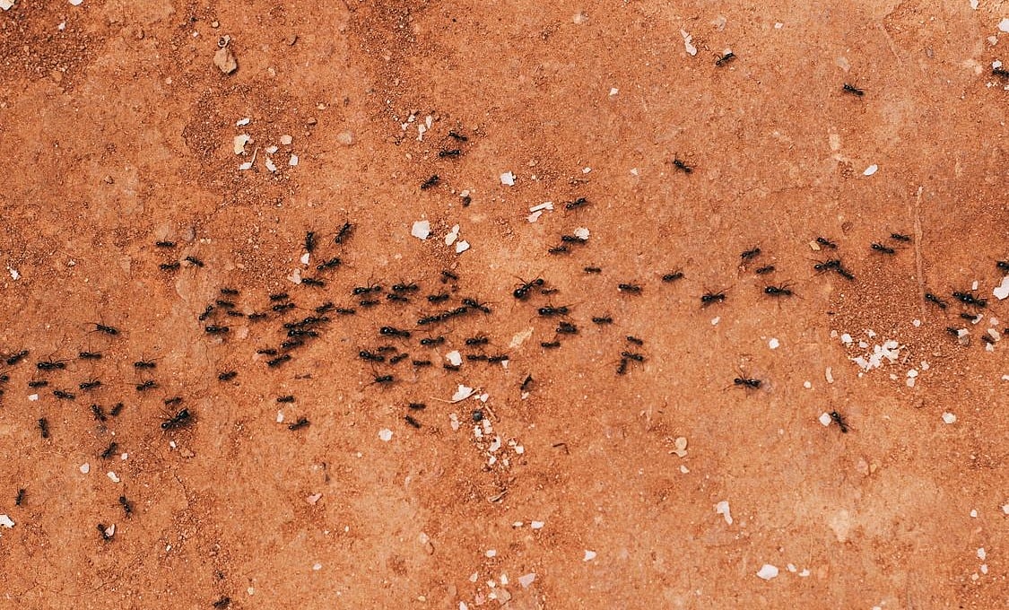 ಮಾನವ ಸಂಚಾರಕ್ಕೆ ಇರುವೆಗಳ ಪಾಠ (ವಿಜ್ಞಾನ ವಿಶೇಷ)
