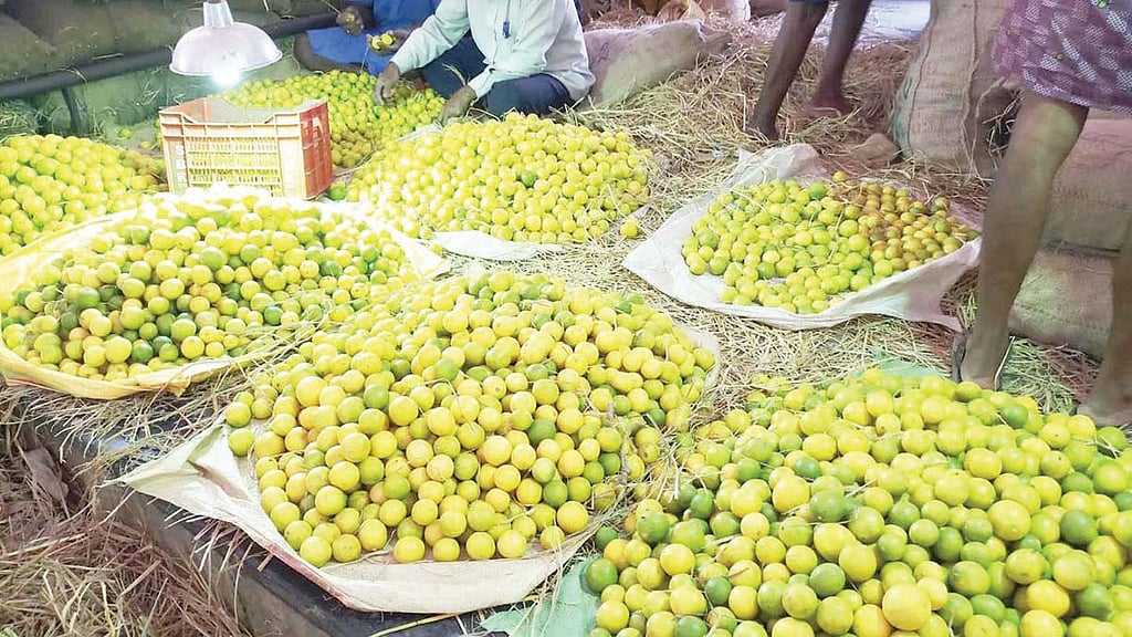 அதிகரிக்கும் வெயிலின் தாக்கம்: எலுமிச்சை கிலோ ரூ.200 ஆக அதிகரிப்பு ...
